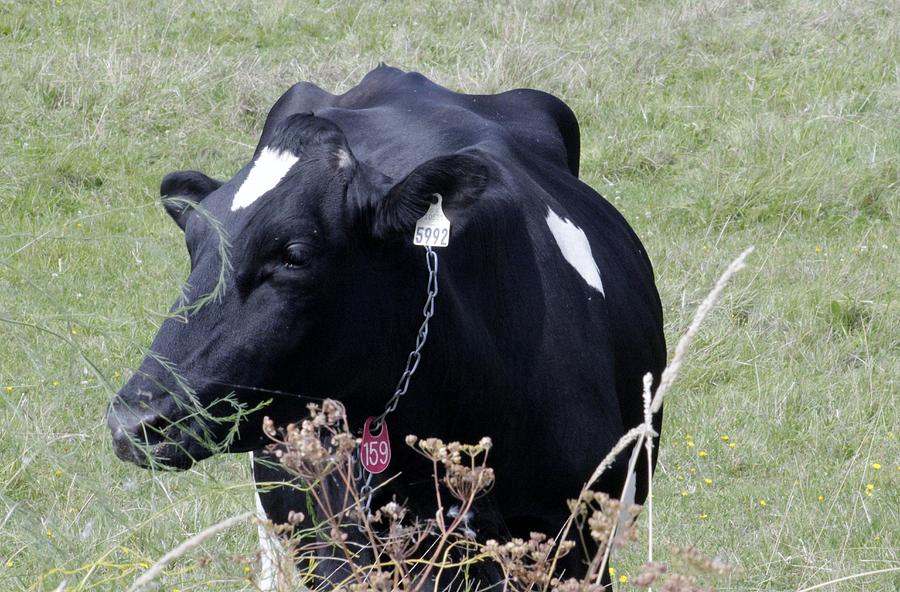 Grazing Photograph by Devin Francis - Fine Art America