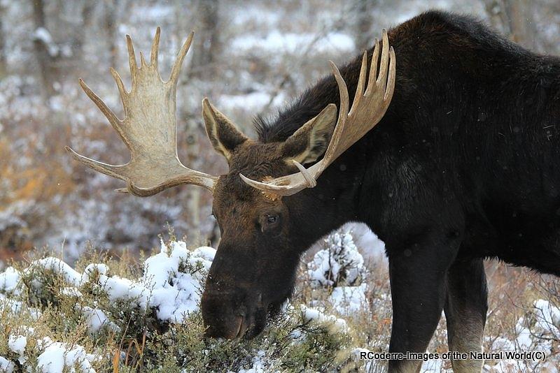 Grazing Moose Photograph by Ray Coderre - Fine Art America