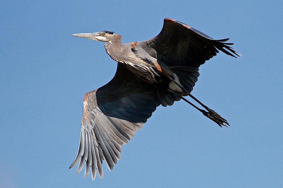 Great Blue Heron in Flight Photograph by Dan Ferrin - Pixels Great Blue Heron in Flight Photograph by Dan Ferrin - Pixels