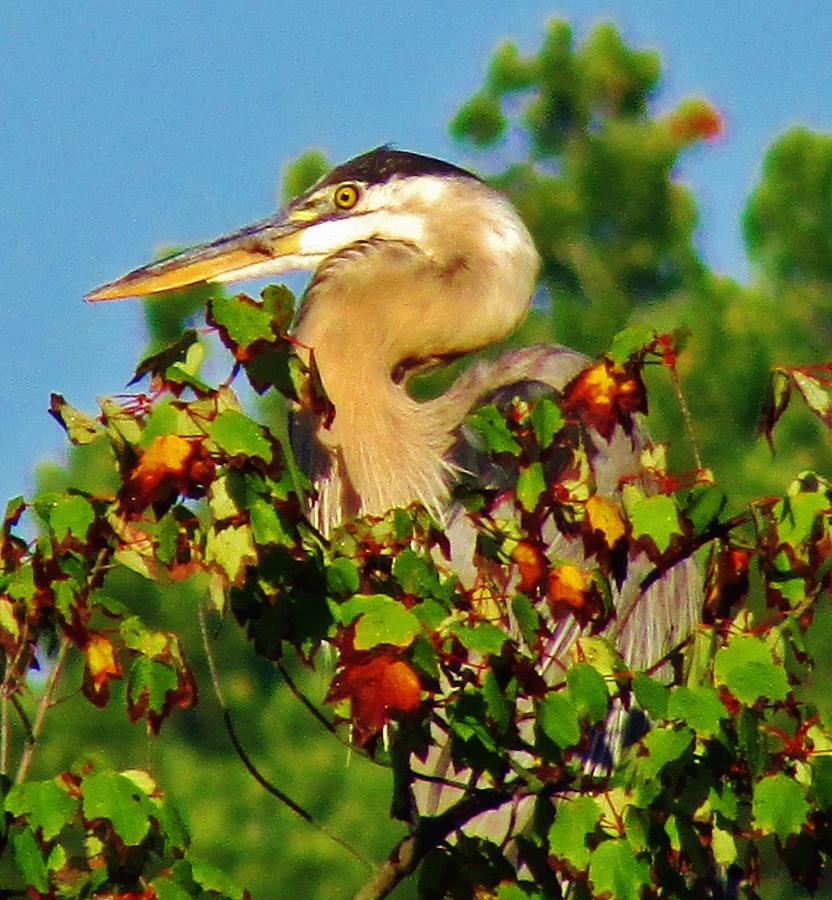 Great Blue in a Tree Photograph by Thomas McGuire - Pixels