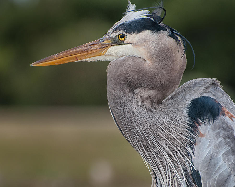 Great Blue Posing Photograph by David Bond - Fine Art America