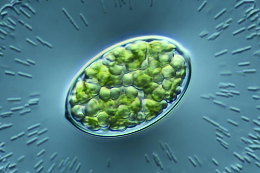 Green algae, light micrograph Photograph by Science Photo Library ...