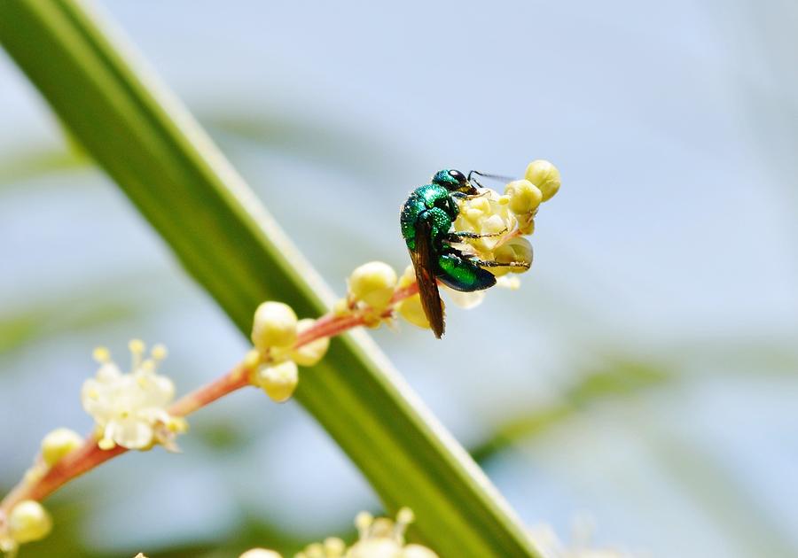 Green Bee Photograph by Werner Lehmann - Fine Art America