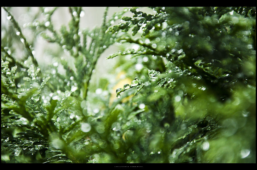 Green Cold Drop Photograph by Chris Honninger - Fine Art America