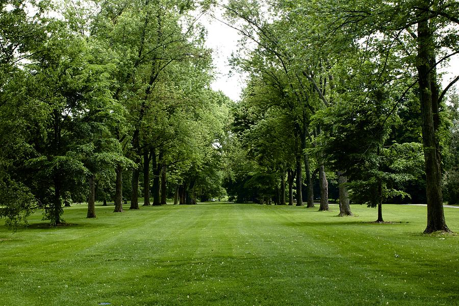 Green Gauntlet One Photograph by Sharin Gabl - Pixels