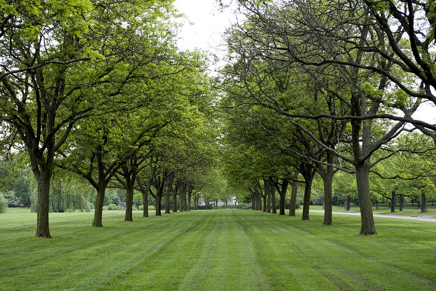 Green Gauntlet Two Photograph by Sharin Gabl - Fine Art America