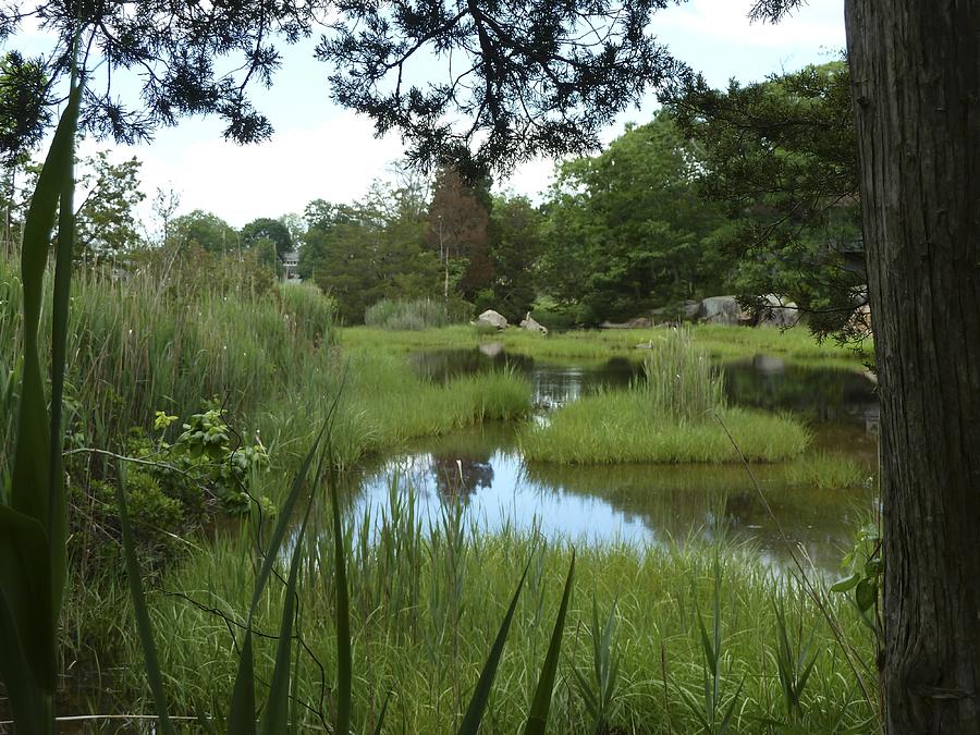 Green Immersion Photograph by Bruce Dall - Pixels