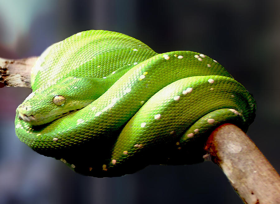 Green Python Photograph by Dawn Gagnon | Fine Art America