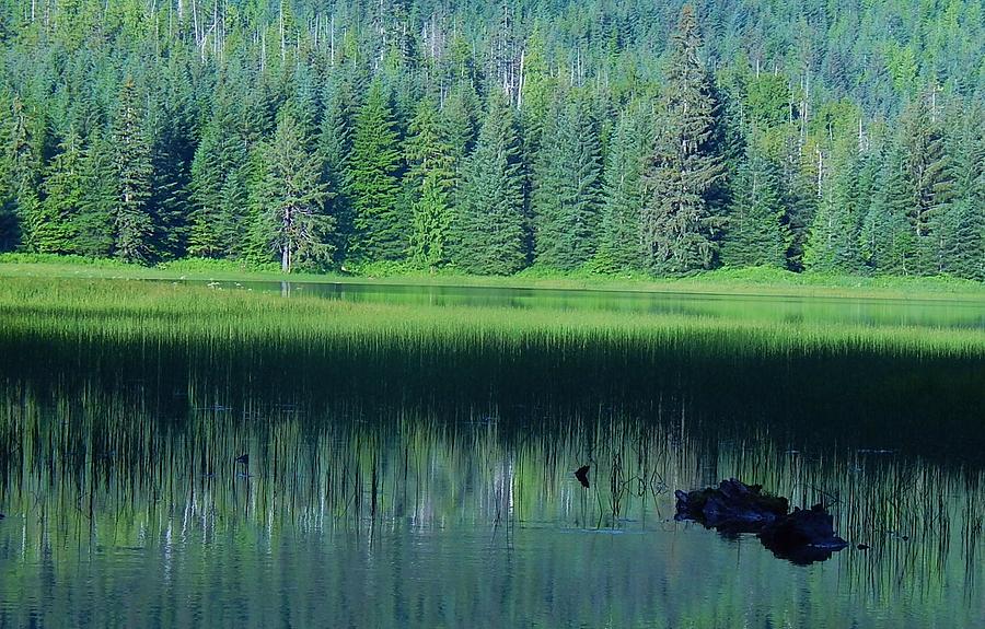 Green Reflection Photograph by Amanda Johnson - Fine Art America