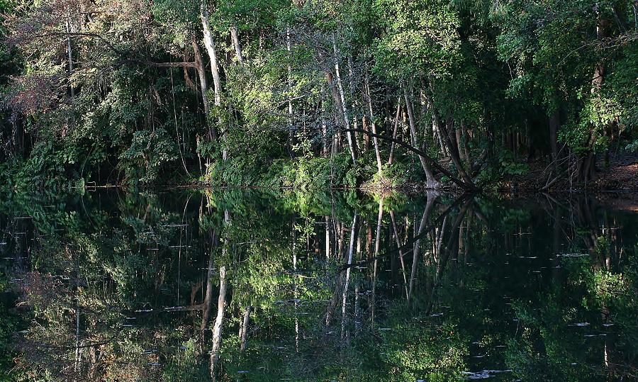 Green Reflections 2 Photograph by Mo Barton - Fine Art America