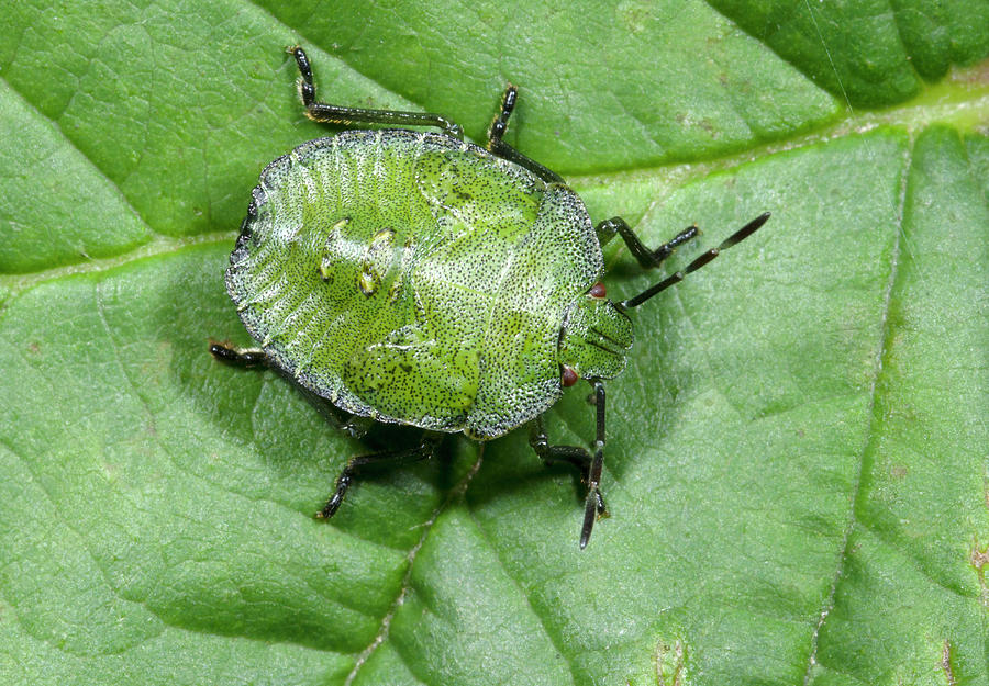 Green Shieldbug Larva by Science Photo Library