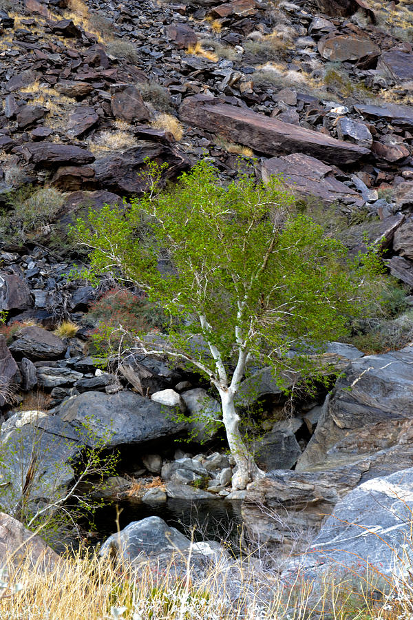 Green Tree Pool Photograph by Ross Jamison - Fine Art America