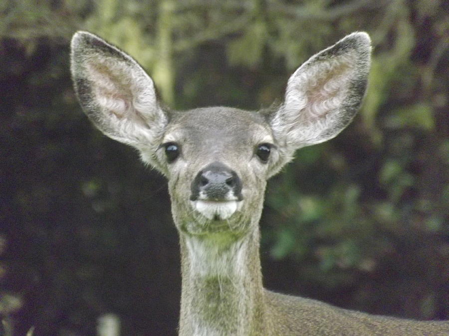 Greenbeard Photograph by Randy Esson - Fine Art America