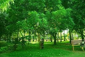 Greenery Photograph by Pushpesh Baid - Fine Art America