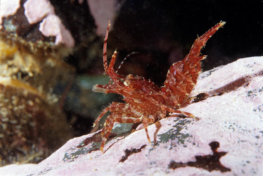 Greenland Shrimp Photograph by Andrew J. Martinez - Pixels Greenland Shrimp Photograph by Andrew J. Martinez - Pixels