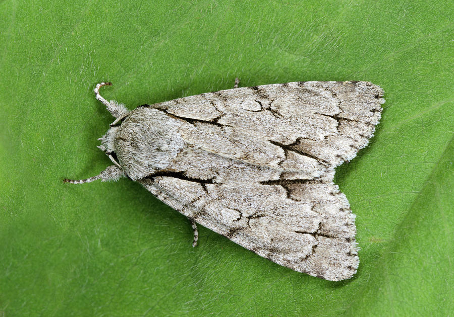 Grey Dagger Moth Photograph by Nigel Downer - Pixels