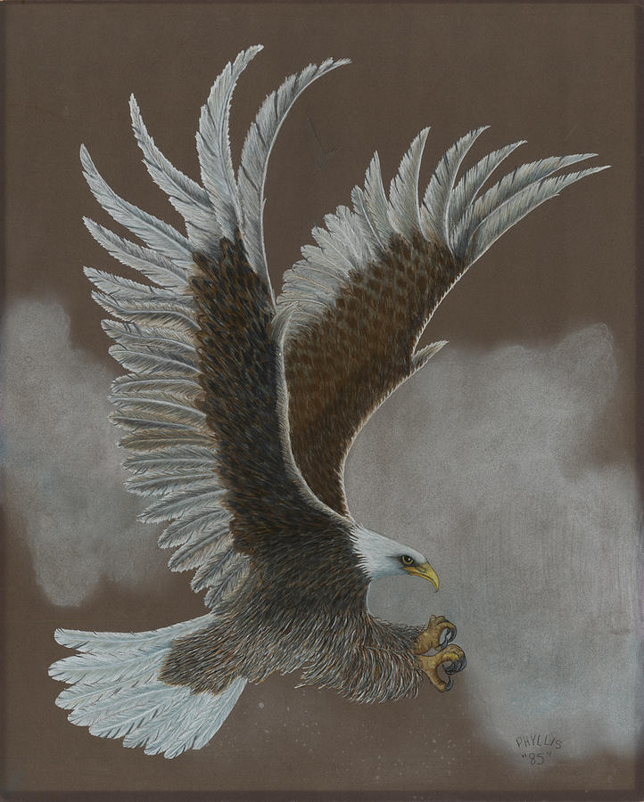 Grey Eagle Flying Drawing by Paul - Phyllis Stuart - Fine Art America