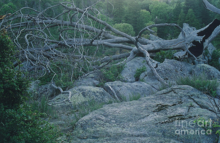 Grey Tree Lying Down Photograph by Leon Bodzin - Fine Art America