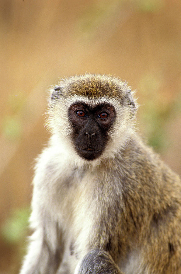 Grivet Cercopithecus Aethiops Photograph by Gerard Lacz - Pixels