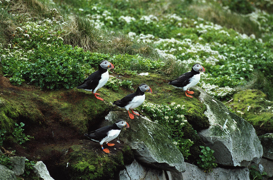Group Of Puffins On A Cliff Top Photograph by Leslie J Borg/science ...