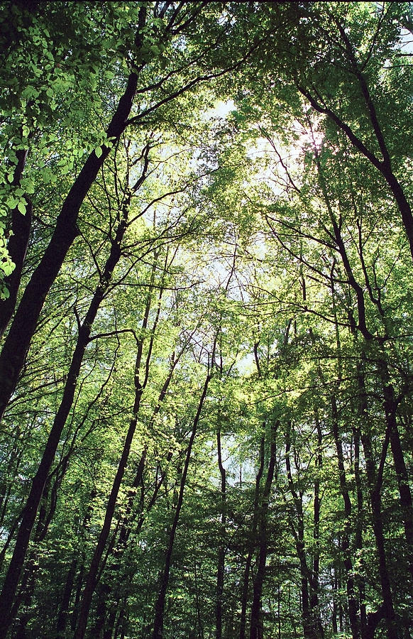 Grove Photograph by Patrick Kessler - Fine Art America