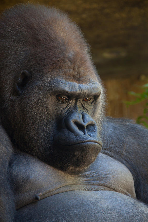 Grump Photograph by Skip Simonsen - Fine Art America