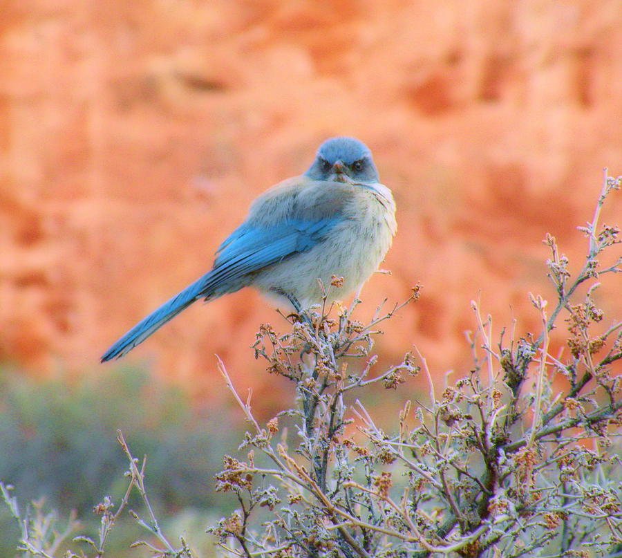 Grumpy Bird Photograph by Dawn Ridge - Pixels