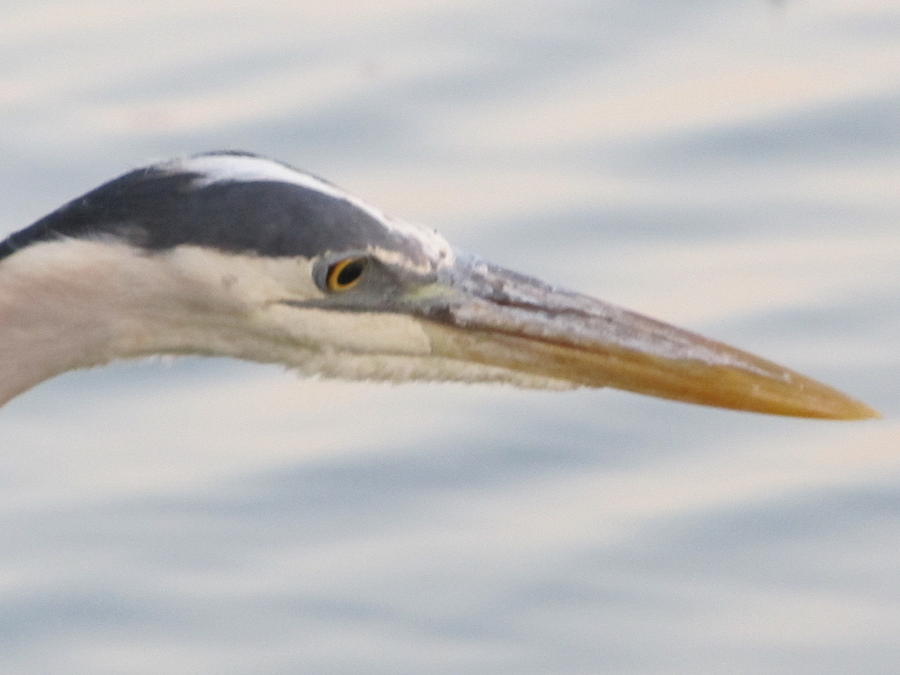 Grumpy Face Bird Photograph by Daniel Martinez - Pixels