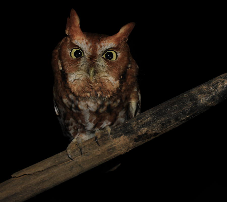 Grumpy Owl Photograph by Bluehoodie Enterprise