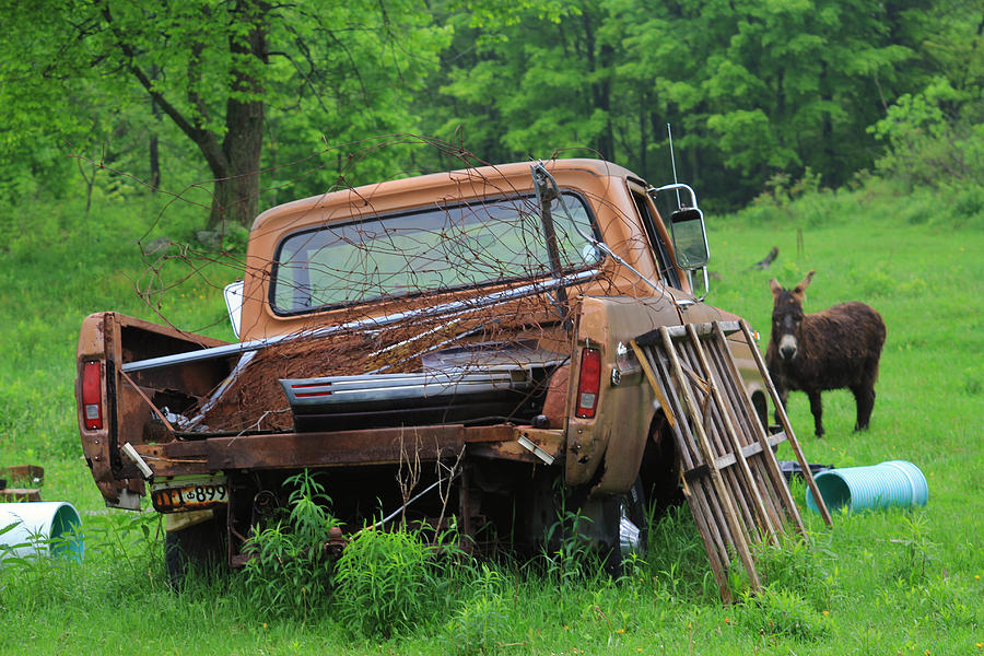 Guard Donkey Photograph by Jim Vance - Fine Art America