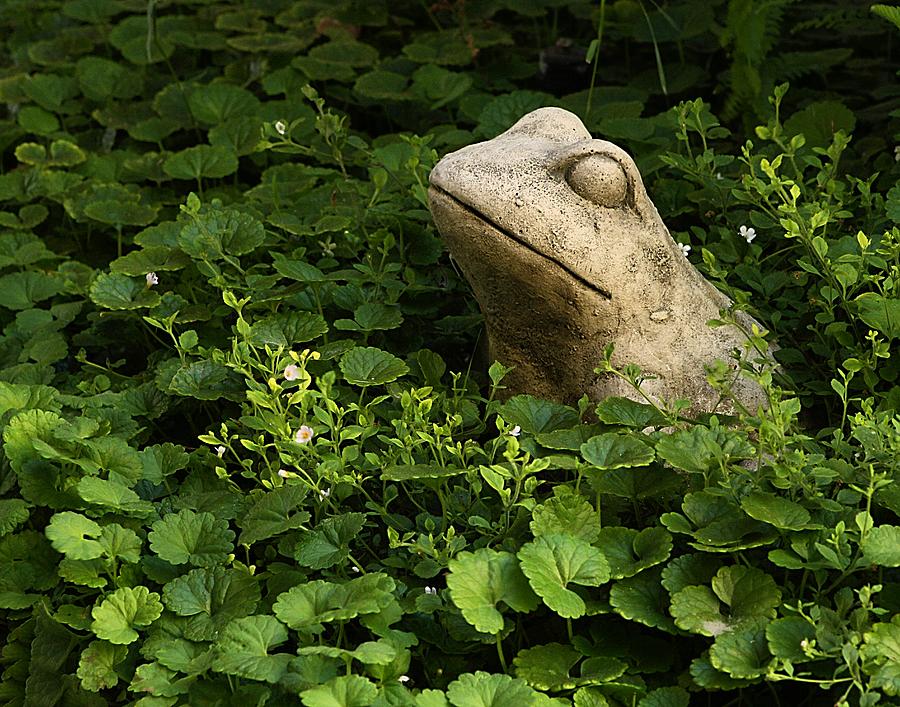 Guard Toad Photograph by Michael Gordon - Fine Art America