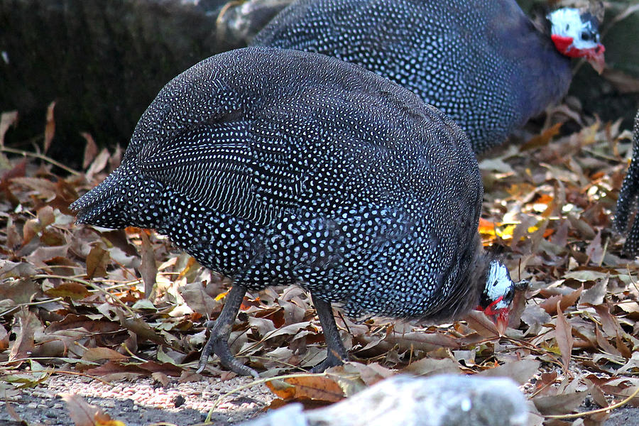 Guinea Fowl Photograph by Stanislav Tcolov - Fine Art America