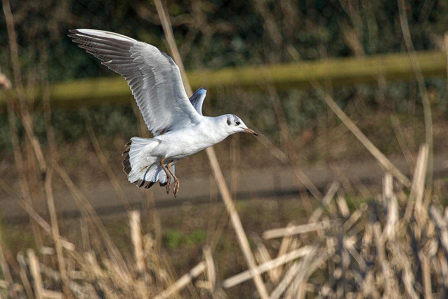 Gull in flight Photograph by Les OGorman - Fine Art America