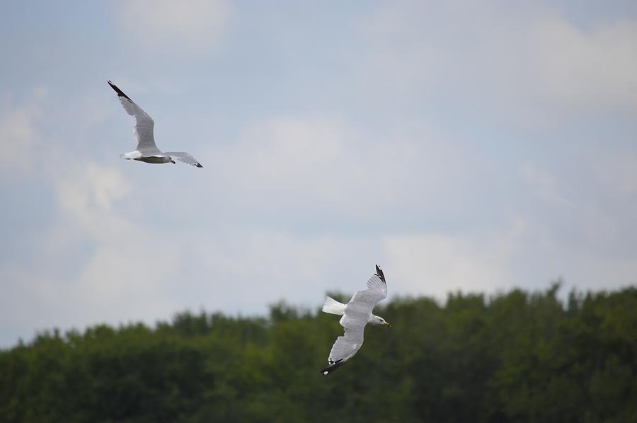 Gulls In flight Photograph by Bonfire Photography | Pixels