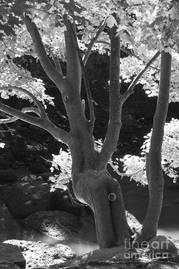 Gumpy Tree Photograph by Ruth H Curtis | Fine Art America