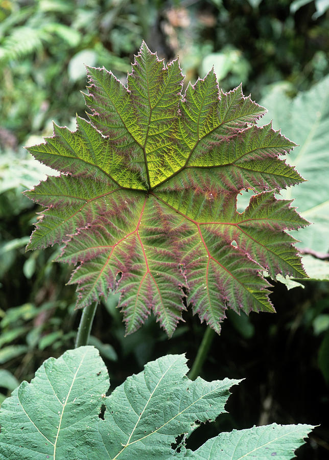 Gunnera Leaf Photograph by Dr Morley Read/science Photo Library - Fine ...
