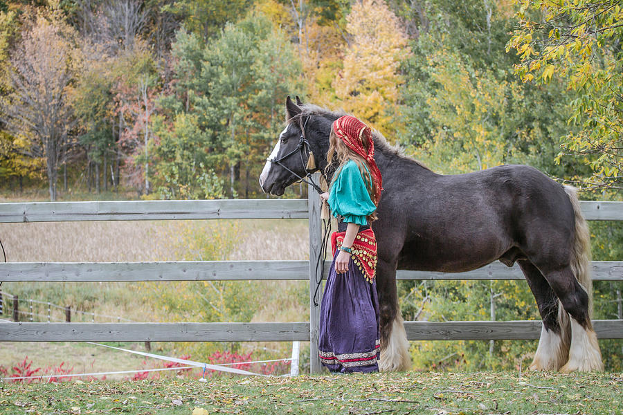 Gypsy Vanner Photograph by Toni Thomas - Fine Art America