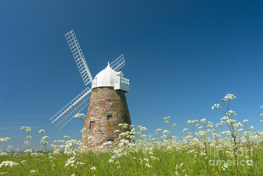 Halnaker Windmill Photograph by John Boud