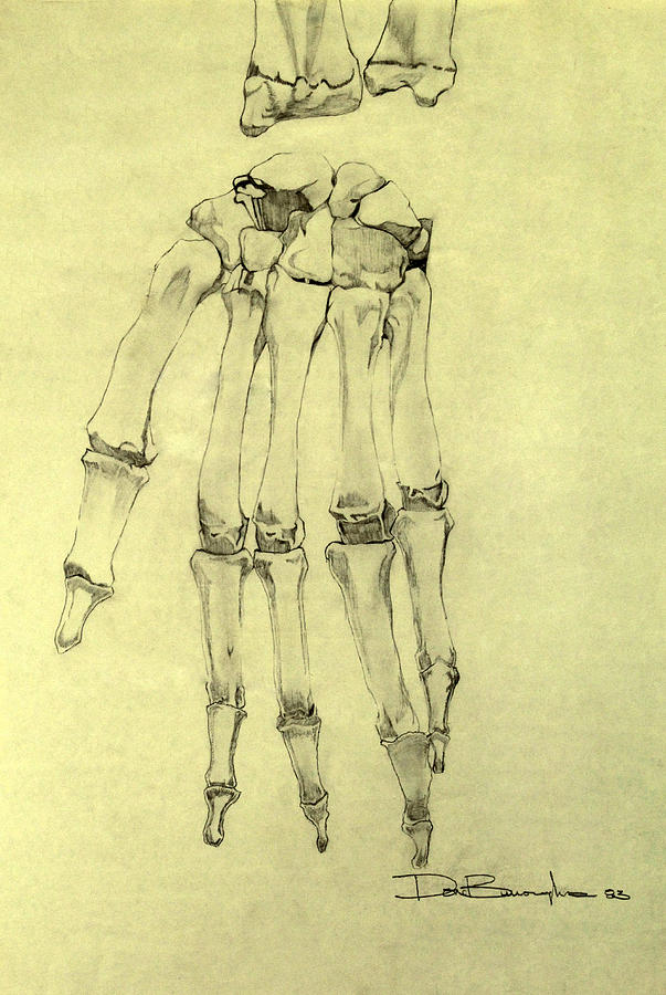Hand Bone Study Drawing by Donald K Burroughs - Fine Art America