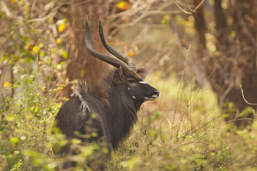 Handsome Devil Photograph by David Pryce - Fine Art America