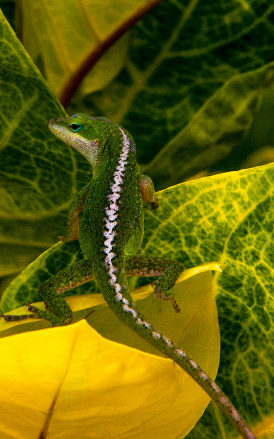 Handsome Lizard Photograph by Jill Jermann - Fine Art America