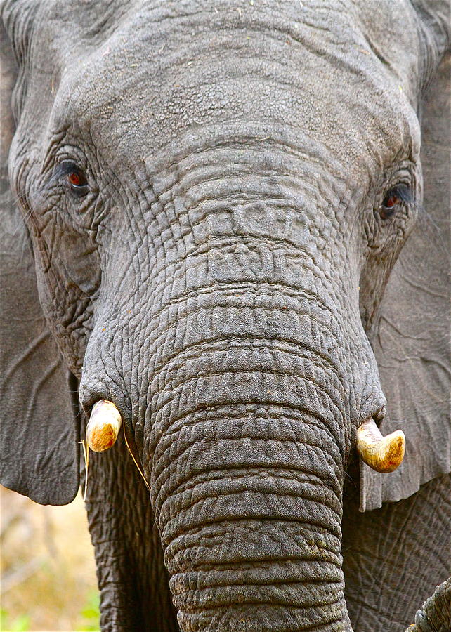 Handsome Photograph by Michael Blesius - Fine Art America