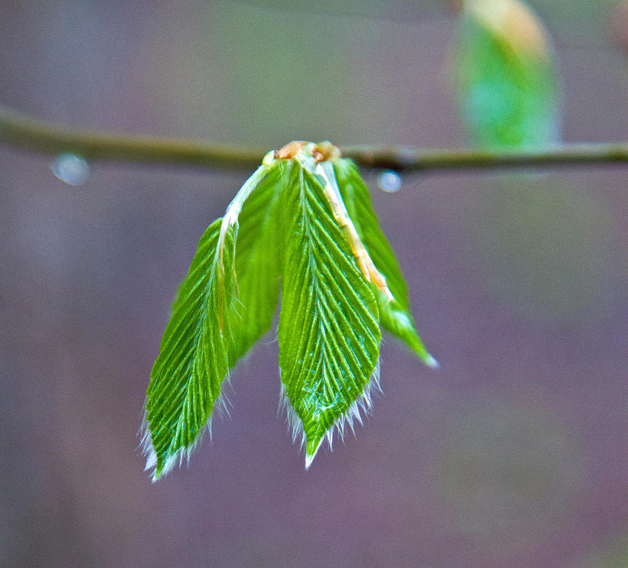 Hanging Leaf Photograph by John Hoey - Fine Art America