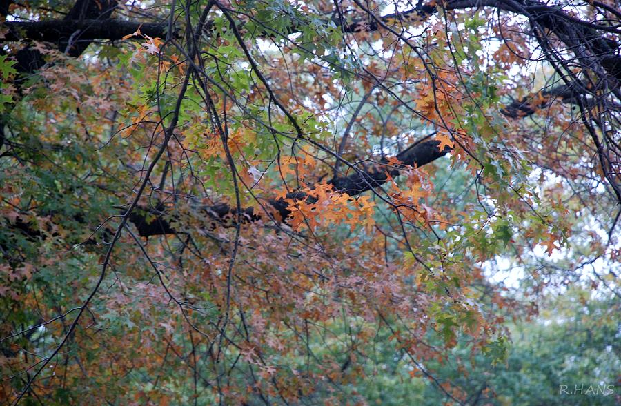 Hanging Leaf Photograph by Rob Hans - Fine Art America