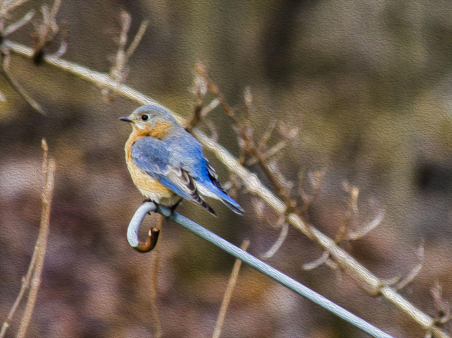 Happy Digital Art by Darlene Freas - Fine Art America