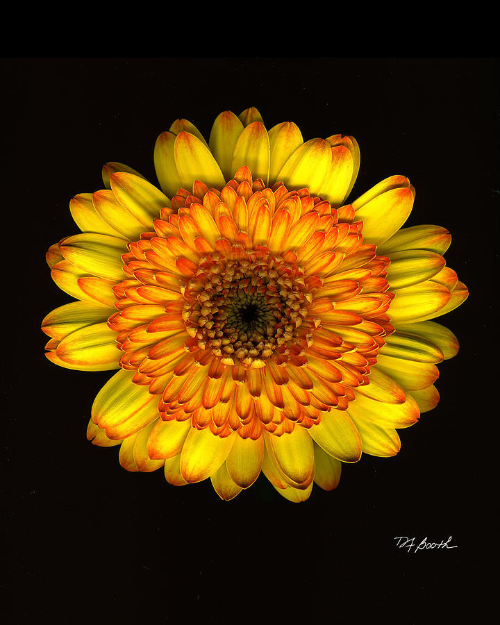 Happy Photograph by Different Light Studio - Fine Art America