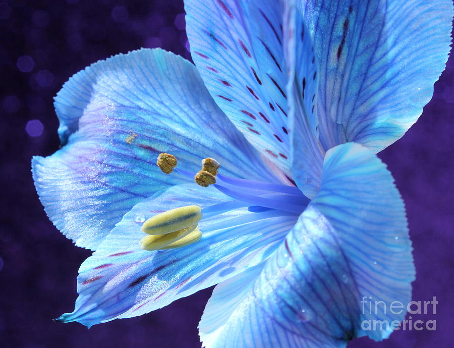 Happy Photograph By Krissy Katsimbras Fine Art America