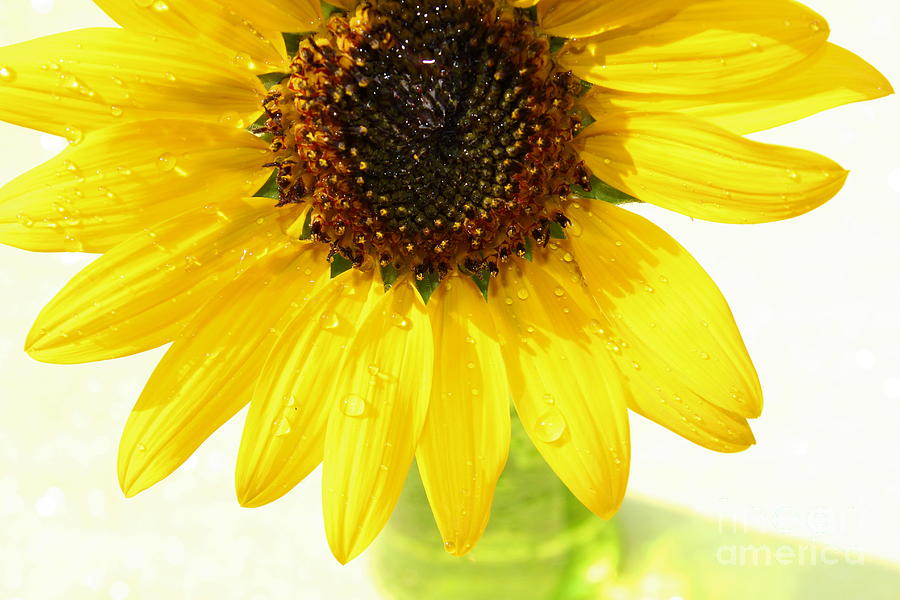 Happy Spring Photograph By Krissy Katsimbras Fine Art America
