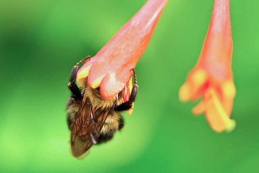 Hard At Work Photograph by Amy Simoneau