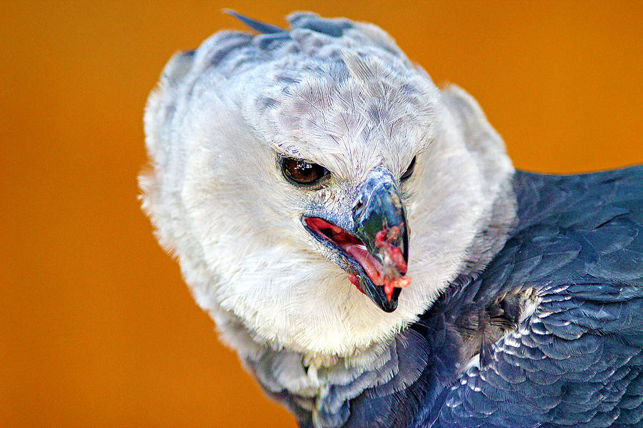 Harpy Eagle Photograph by Evan Peller - Pixels